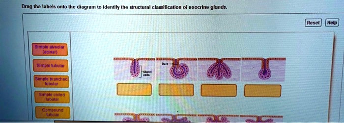 SOLVED: Drag the labels onto the diagram to identify the structural ...