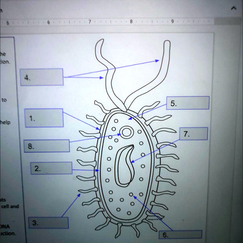 SOLVED: "The information below describes a typical prokaryote cell ...