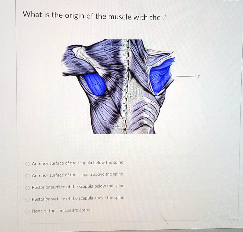 SOLVED: What is the origin of the muscle with the? O Anterior surface ...