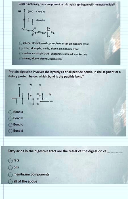 What functional groups are present in this typical sphingomyelin ...