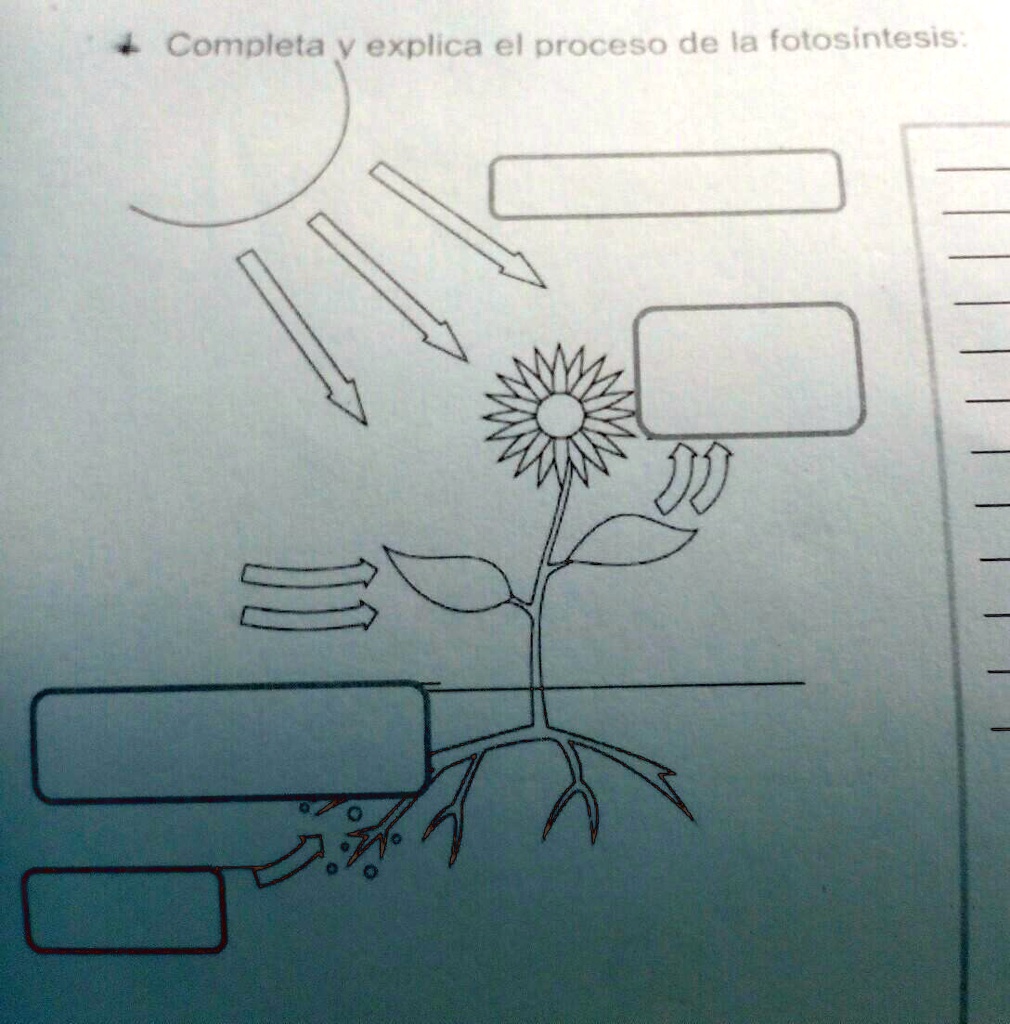 SOLVED: completa y explica el proceso de la fotosintesis Completa v ...