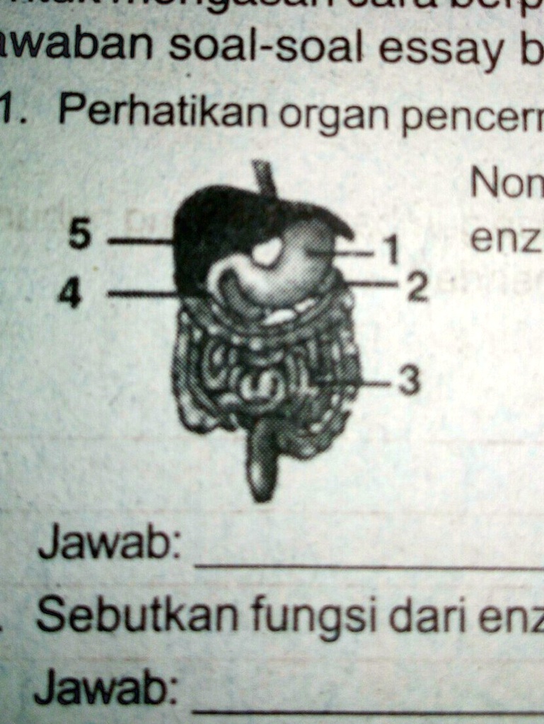 SOLVED: nomor berapakah kelenjar yang menghasilkan getah yang ...