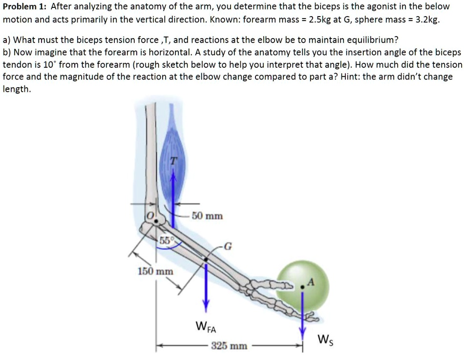 SOLVED: Problem 1: After analyzing the anatomy of the arm, you ...
