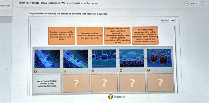 BioFlix Activity: How Synapses Work - Events at a Synapse Drag the labels to identify the ...