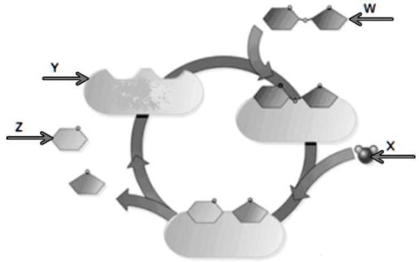 'This diagram shows how an enzyme changes the substrate. Which labeled ...