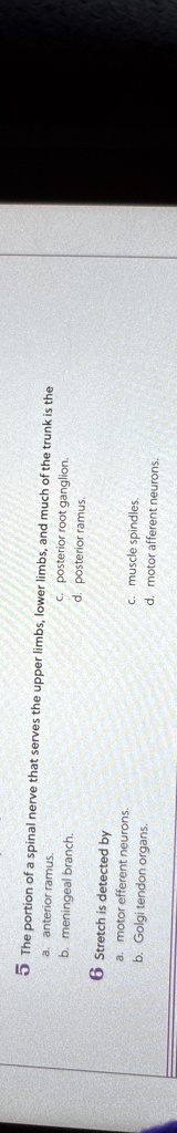 5 The portion of a spinal nerve that serves the upper limbs, lower ...