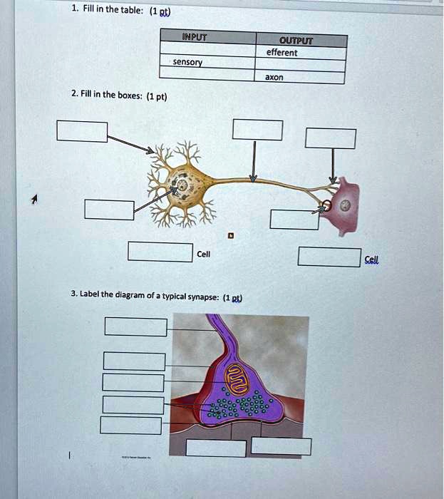 SOLVED: Fill in the table: (1 pt) WNRUT QUU efferent sensory axon 2 ...