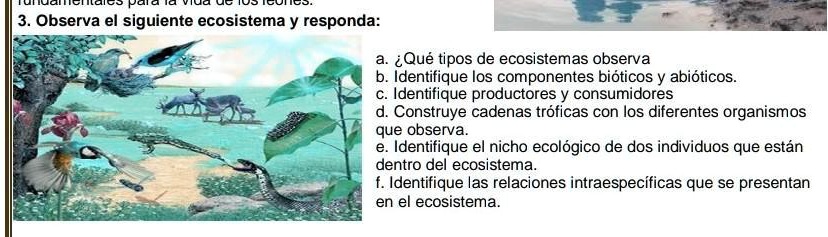 SOLVED: que tipo de ecosistema observa Observa el siguiente ecosistema ...