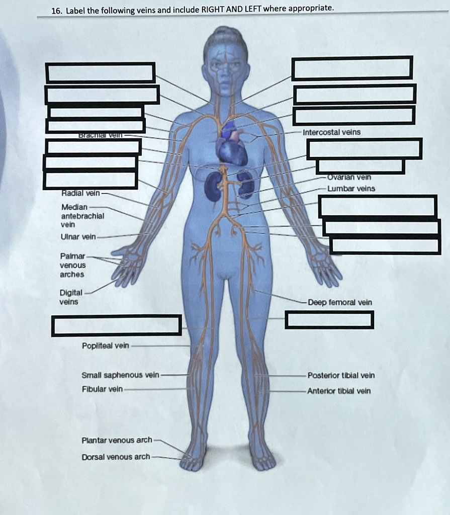 16 label the following veins and include right and left where ...