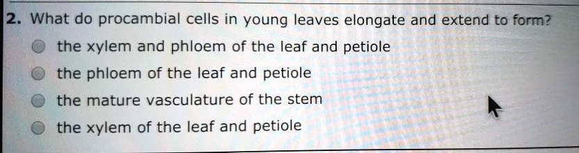 2 what do procambial cells in young leaves elongate and extend to form ...