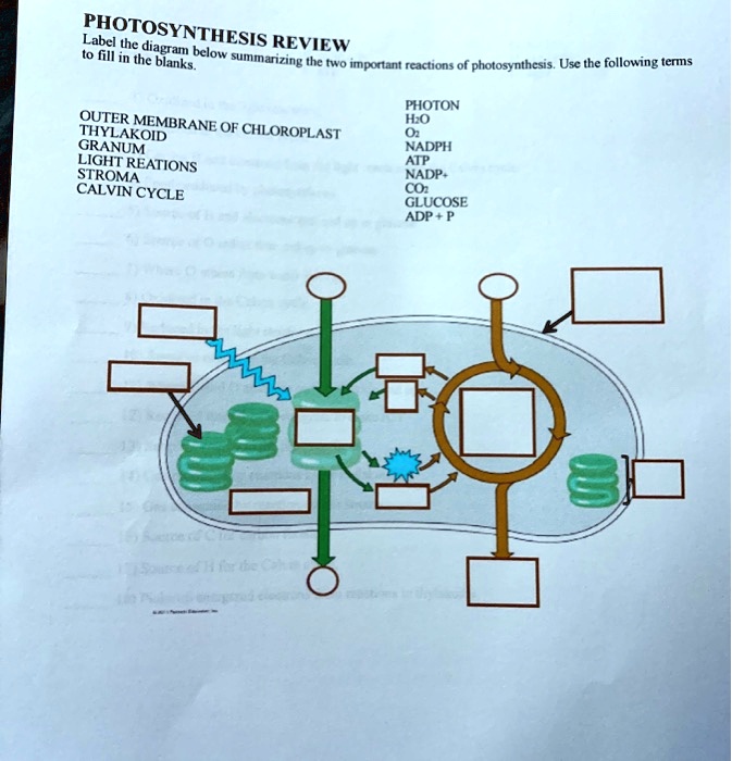 SOLVED PHOTOSYNTHESIS Label The Diagram REVIEW To Fill In The Below SOLVED PHOTOSYNTHESIS Label The Diagram REVIEW To Fill In The Below