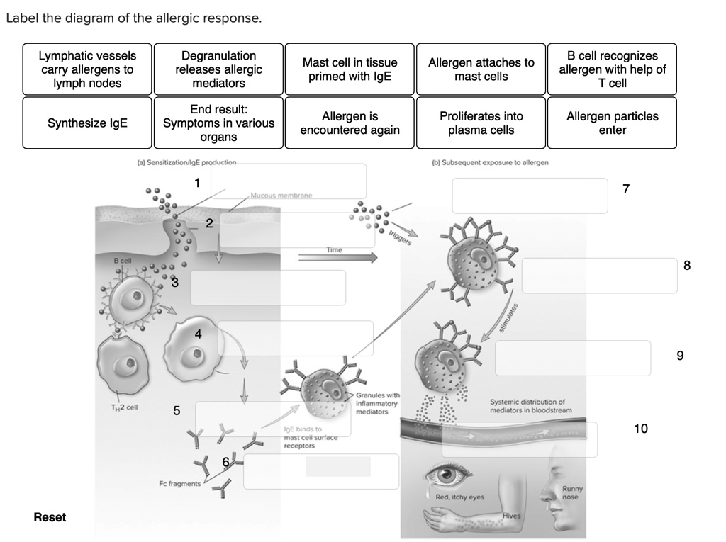 SOLVED: Label the diagram of the allergic response. Label the diagram ...