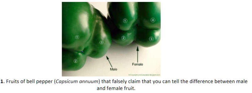 1. Fruits of bell pepper (Capsicum annuum) that falsely claim that you ...