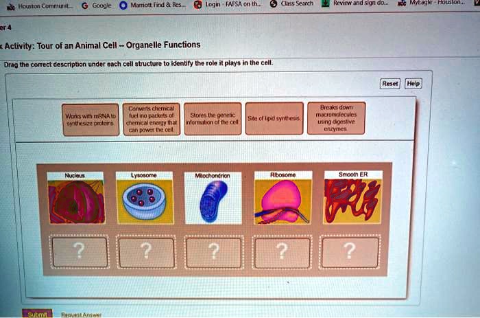 SOLVED: Title: Tour of an Animal Cell: Organelle Functions Couu t ...