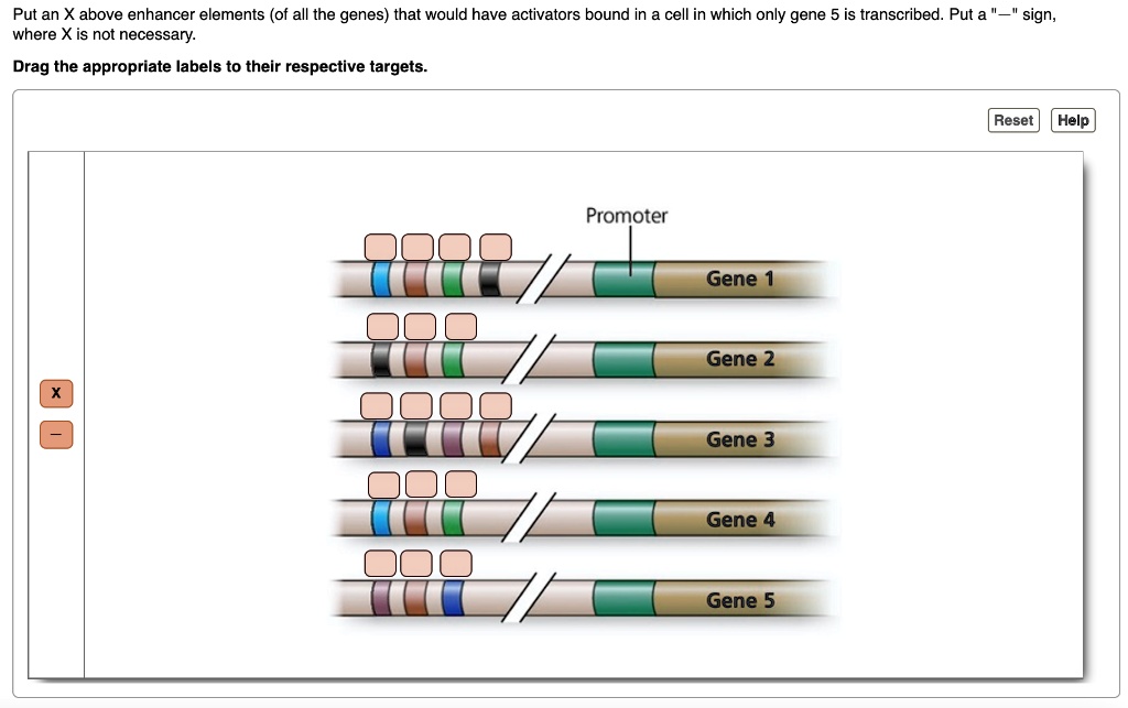 put an x above enhancer elements of all the genes that would have ...