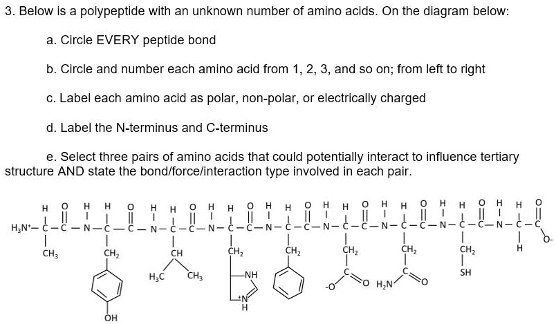 SOLVED: Below is a polypeptide with an unknown number of amino acids ...