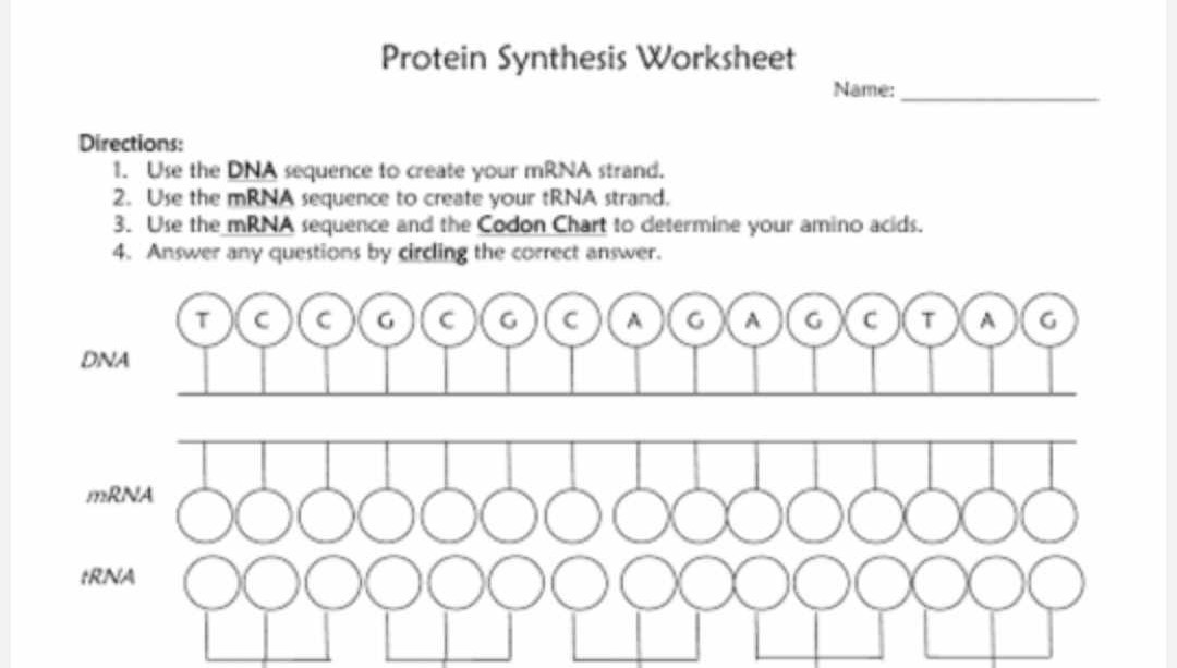 Get Answer Protein Synthesis Worksheet Name Directions 1 Use The Dna Sequence To Create