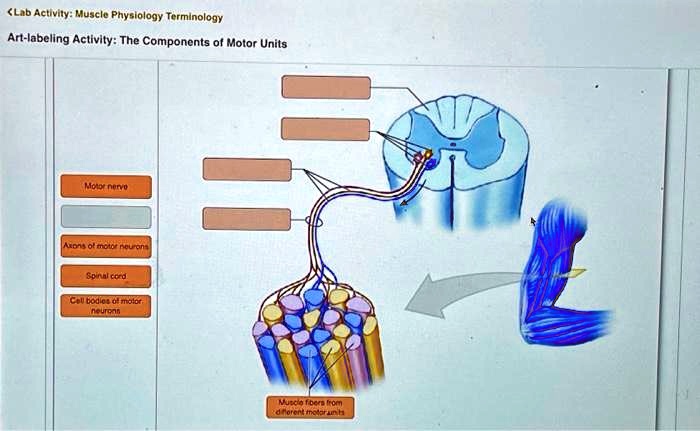 SOLVED: Lab Activity: Muscle Physiology Terminology Art-labeling ...