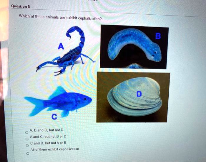 SOLVED: Which of these animals exhibit cephalization? A. B and C; but ...