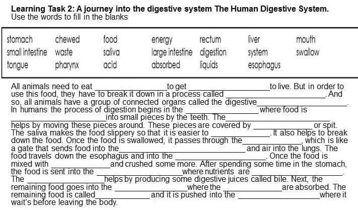 SOLVED: 'Learning Task 2: A journey into the digestive system The Human ...