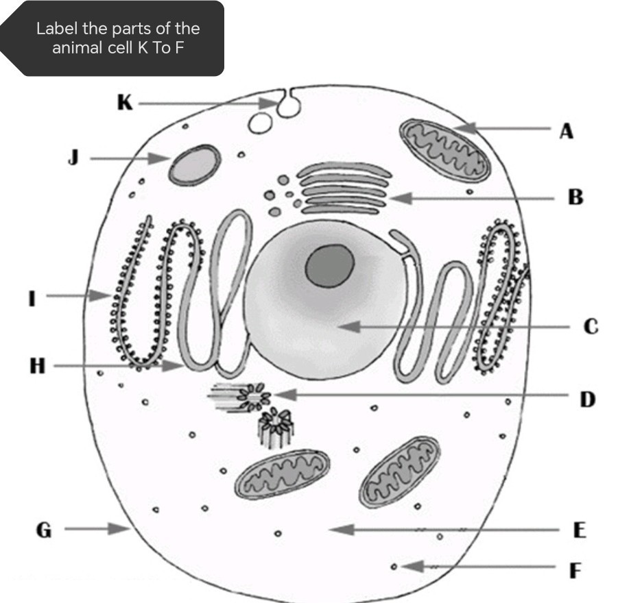 Label the parts of the animal cell K To F
