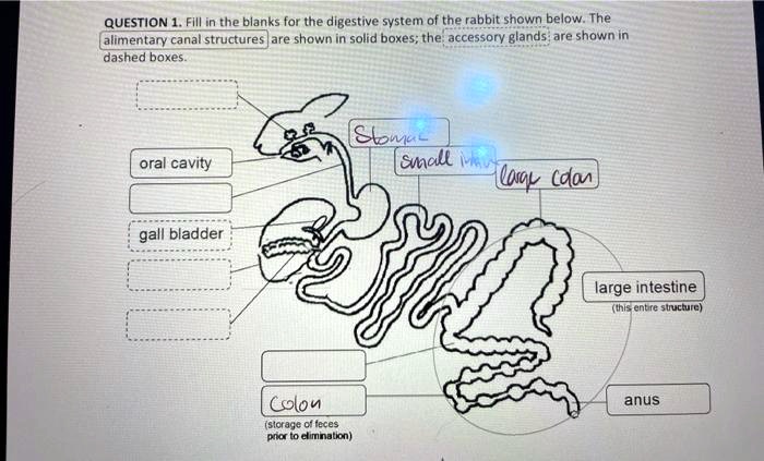 SOLVED:QUESTION FIII in the blanks for the digestive system of the ...
