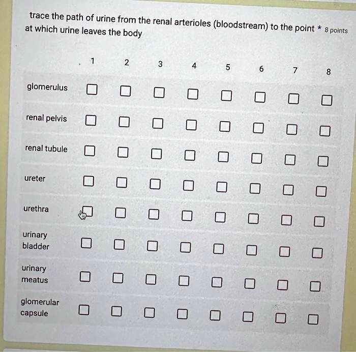 at which point does urine leave the body trace the path of urine from ...