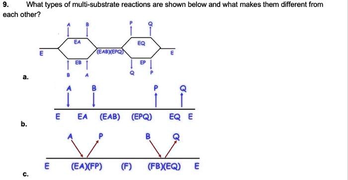 what types of multi substrate reactions are shown below and what makes them different from each ...