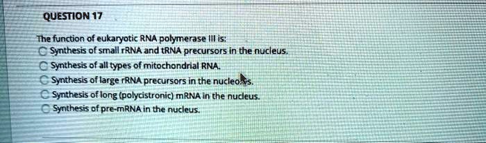 The function of eukaryotic RNA polymerase III is: Synthesis of small ...