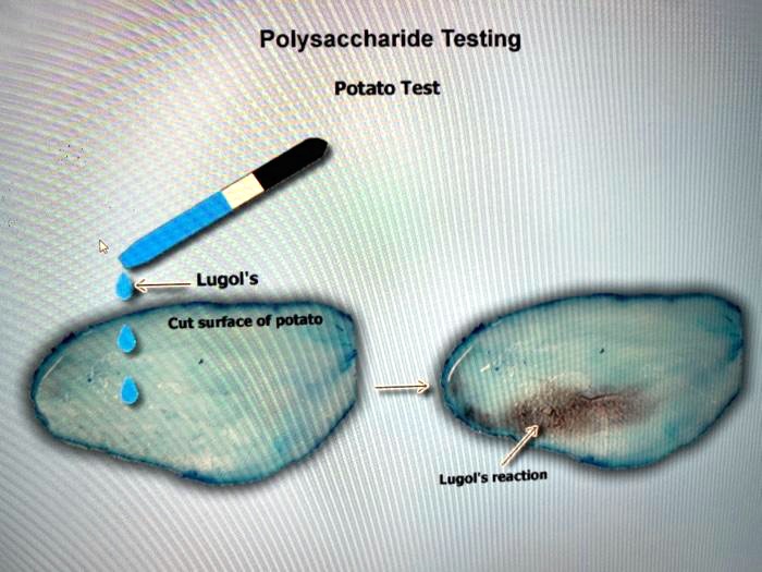 SOLVED: Polysaccharide Testing Potato Test Lugol's Cut surface of ...