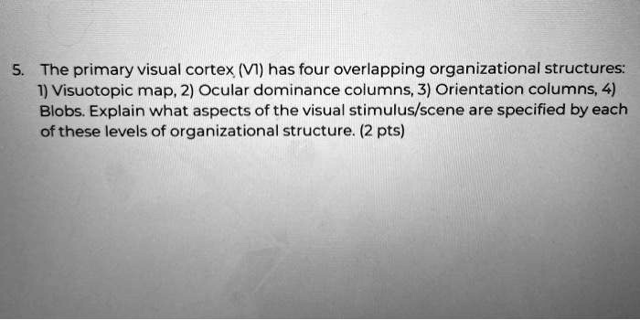 SOLVED: The primary visual cortex (VI) has four overlapping ...