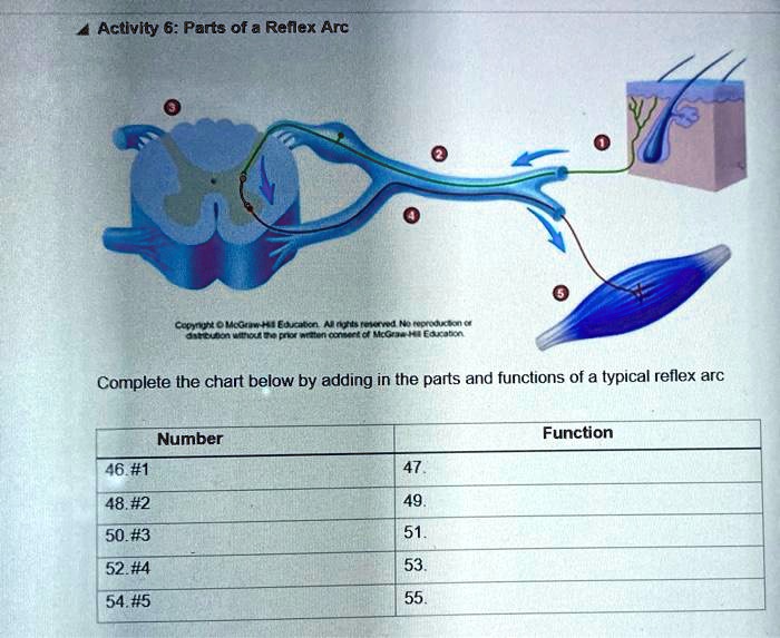 ? Activity 6: Parts of a Reflex Arc Copyright © McGraw-Hill Education ...
