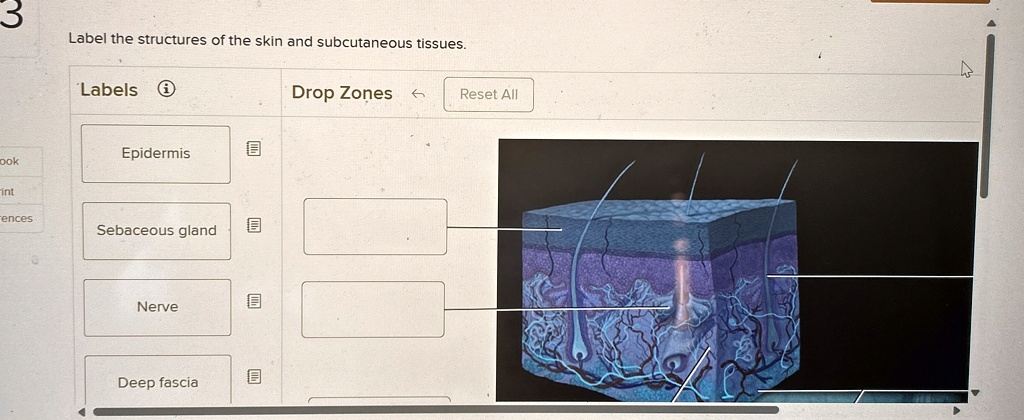 label the structures of the skin and subcutaneous tissues labels drop ...