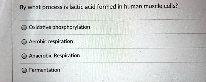 SOLVED: By what process is lactic acid formed in human muscle cells ...