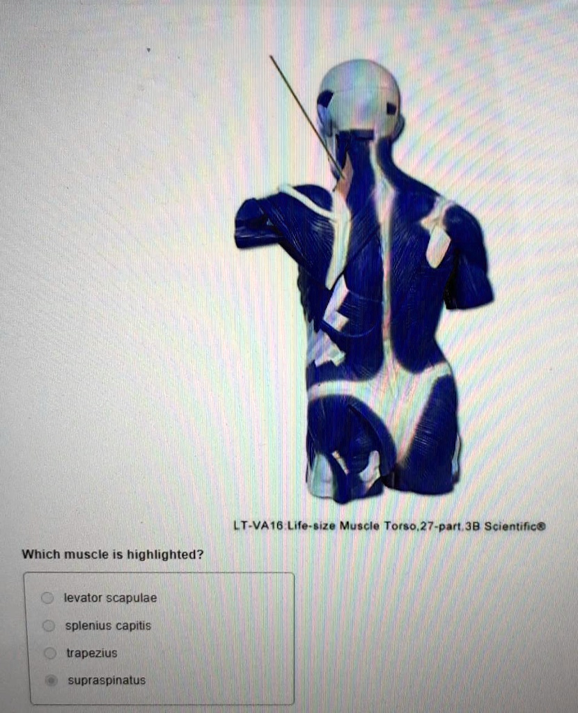 SOLVED: LTVA16 Life-size Muscle Torso. 27-part. 3B Scientific. Which ...