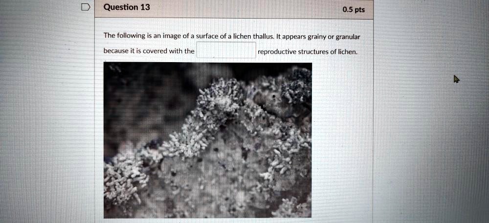 SOLVED: Question 13 0.5 pts The following is an image of surface of ... SOLVED: Question 13 0.5 pts The following is an image of surface of ...