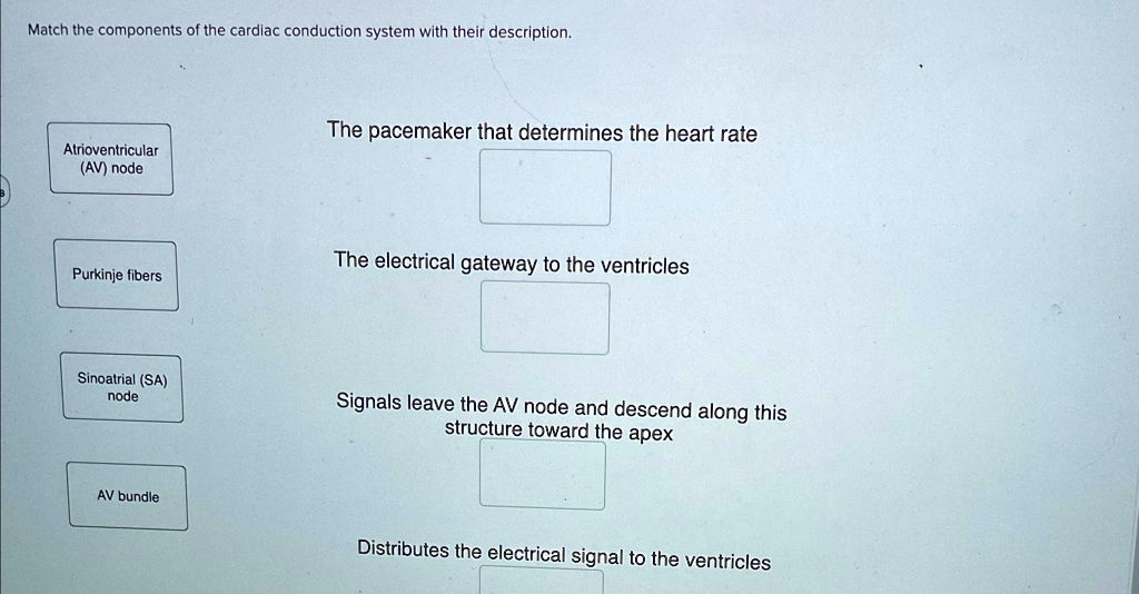 Match the components of the cardiac conduction system with their ...