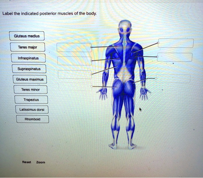 SOLVED: Label the indicated posterior muscles of the body: Gluteus ...