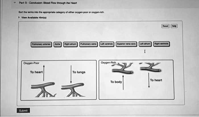 Part G - Conclusion: Blood Flow through the Heart Sort the terms into ...