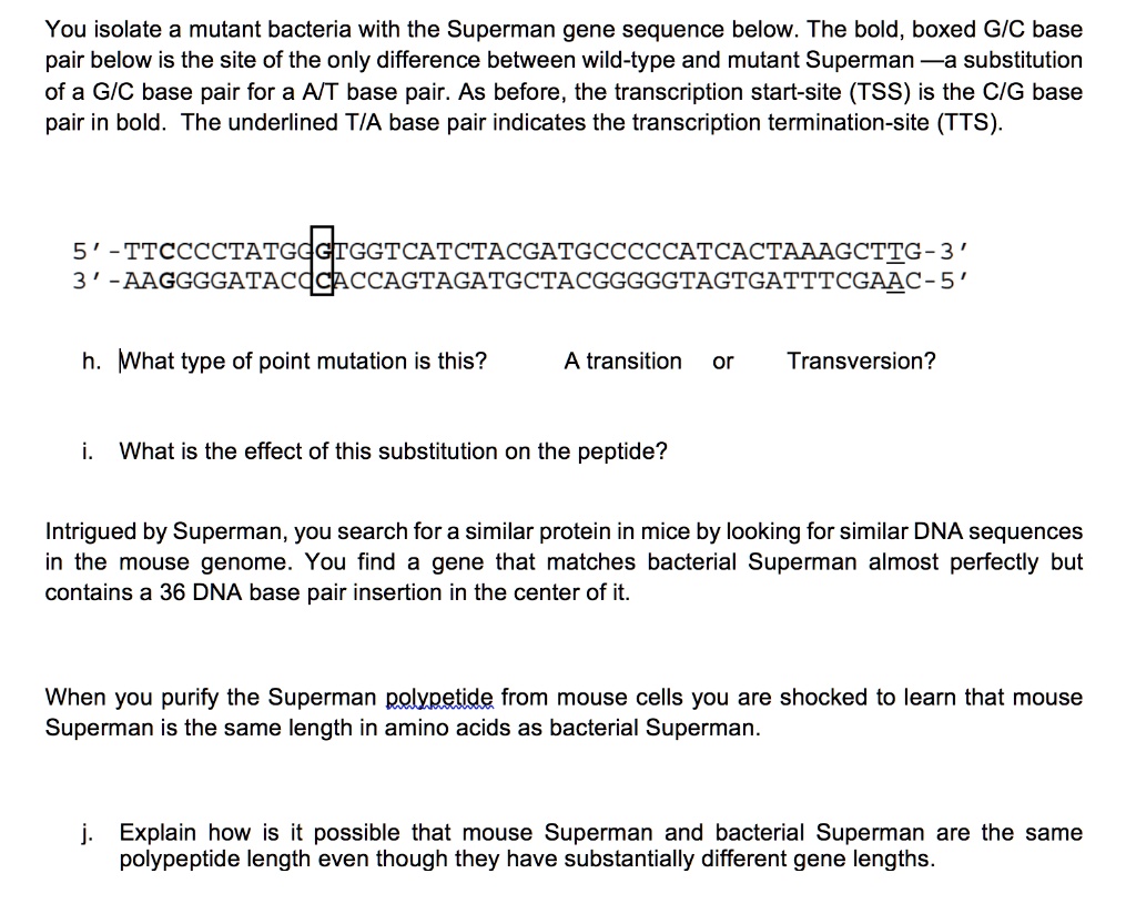 SOLVED: You isolate a mutant bacteria with the Superman gene sequence ...