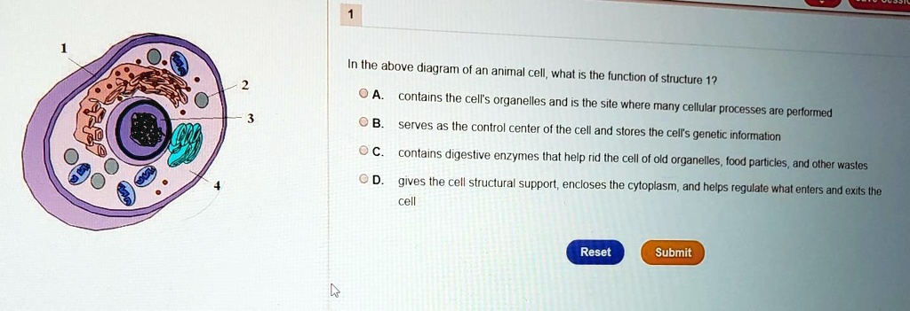 in the above diagram of an animal cell in the above diagram of an ...