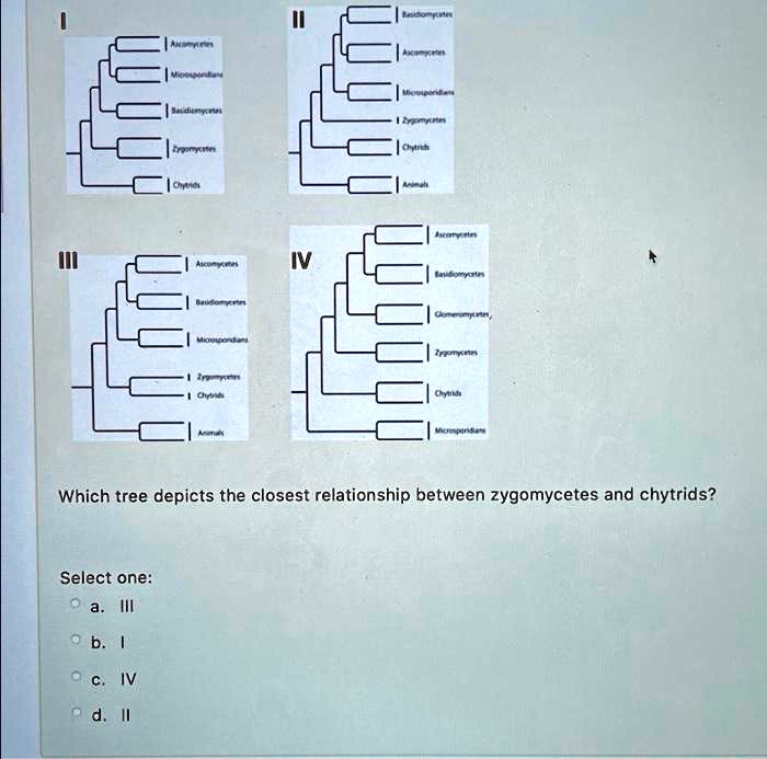 SOLVED: Which tree depicts the closest relationship between zygomycetes ...