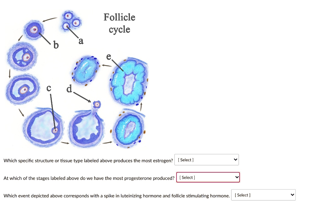 C b a Follicle cycle e Which specific structure or tissue type labeled ...