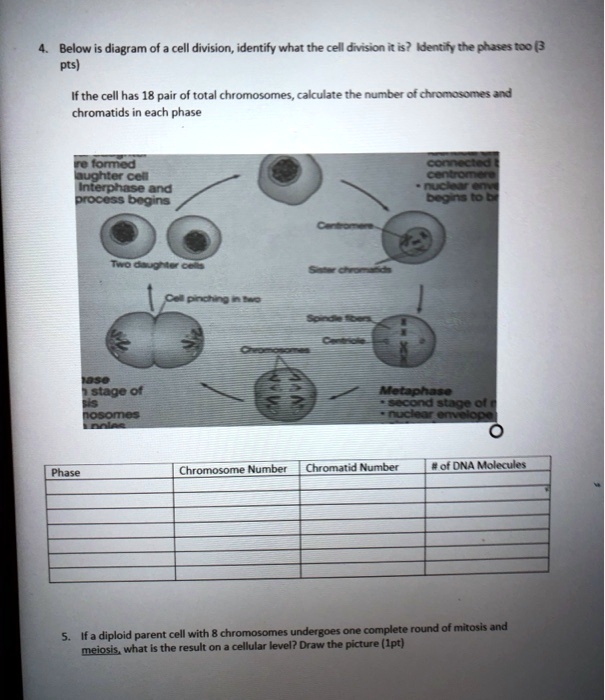 Below diagram of a cell division, identify what the … - SolvedLib
