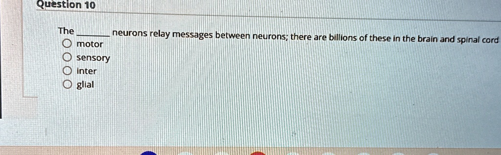 question 10 the neurons relay messages between neurons there are ...