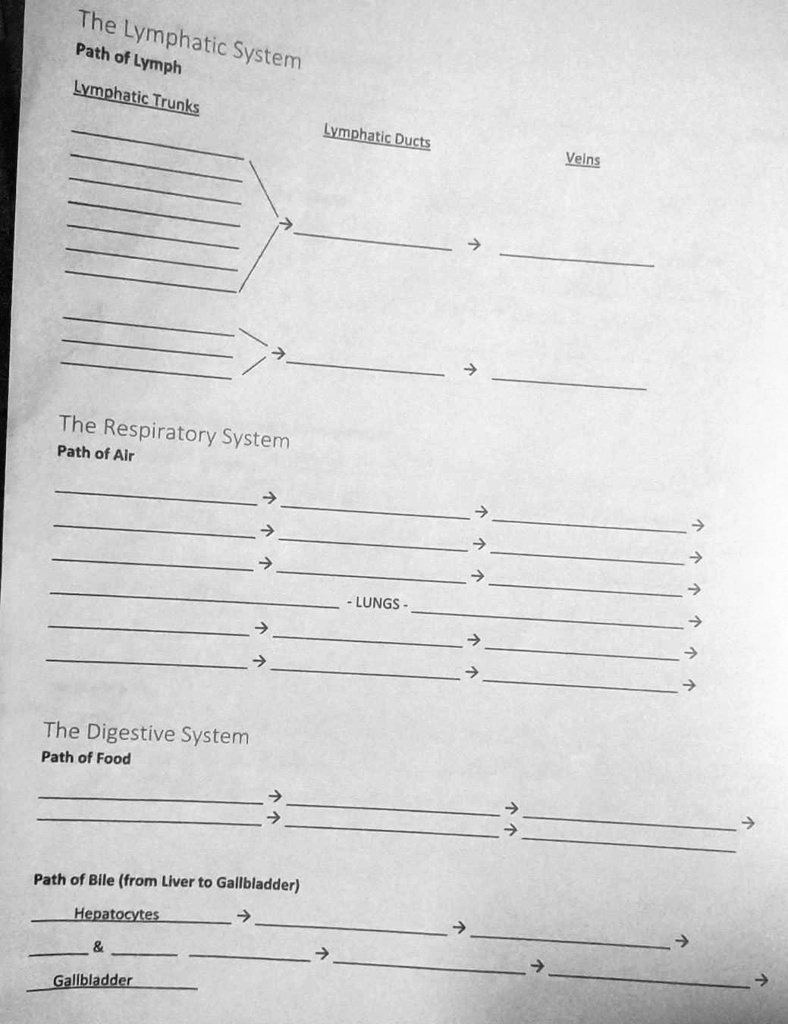 The Lymphatic System Path of Lymph Lymphatic Trunks Lymphatic Ducts ...