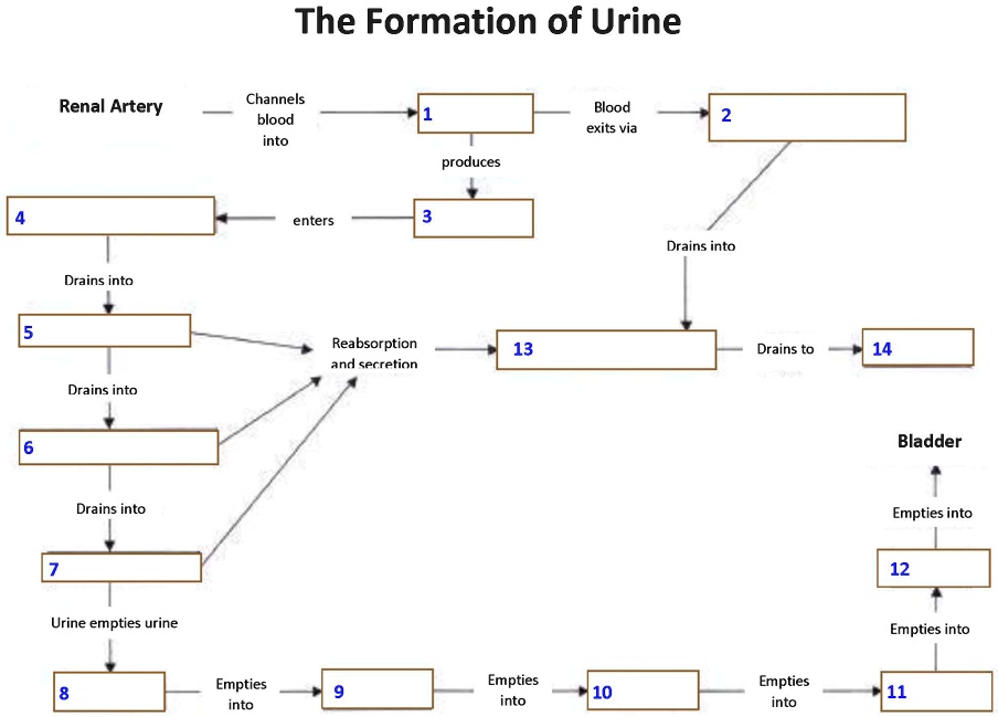 The Formation of Urine Channels Renal Artery blood into 1 Blood exits ...