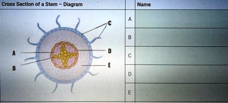 VIDEO solution: 'Label the parts of the stem diagram? Cross Section of ...