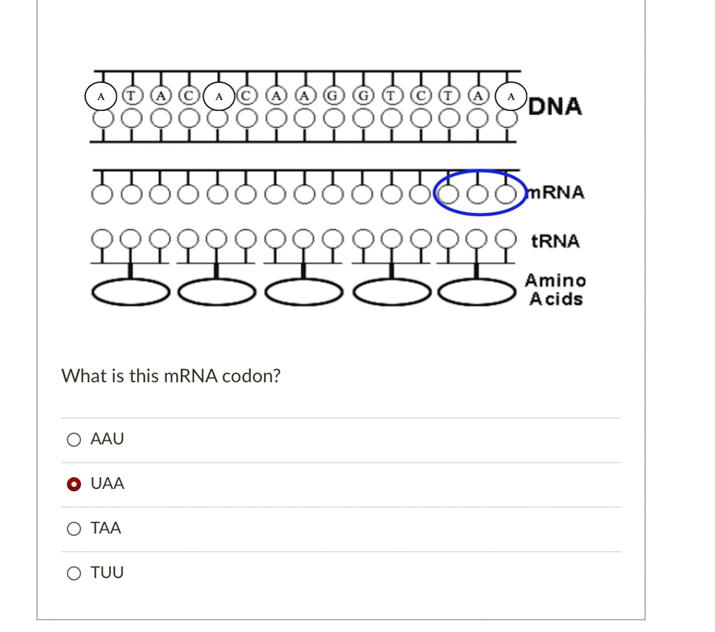SOLVED: tRNA Amino Acids What is this mRNA codon? AAU UAA TAA TUU DNA ... SOLVED: tRNA Amino Acids What is this mRNA codon? AAU UAA TAA TUU DNA ...
