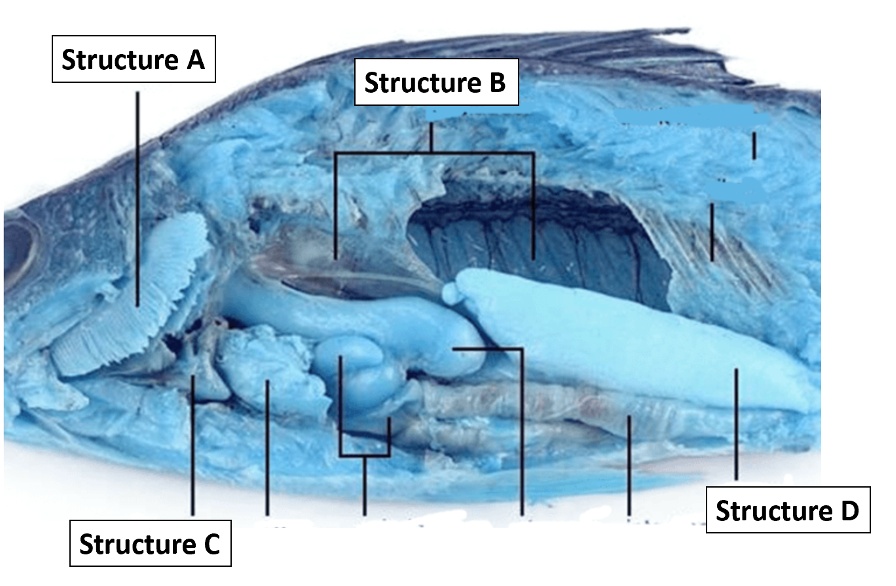 SOLVED: 7. Label the marked organs of a fish. Structure A Structure B ...